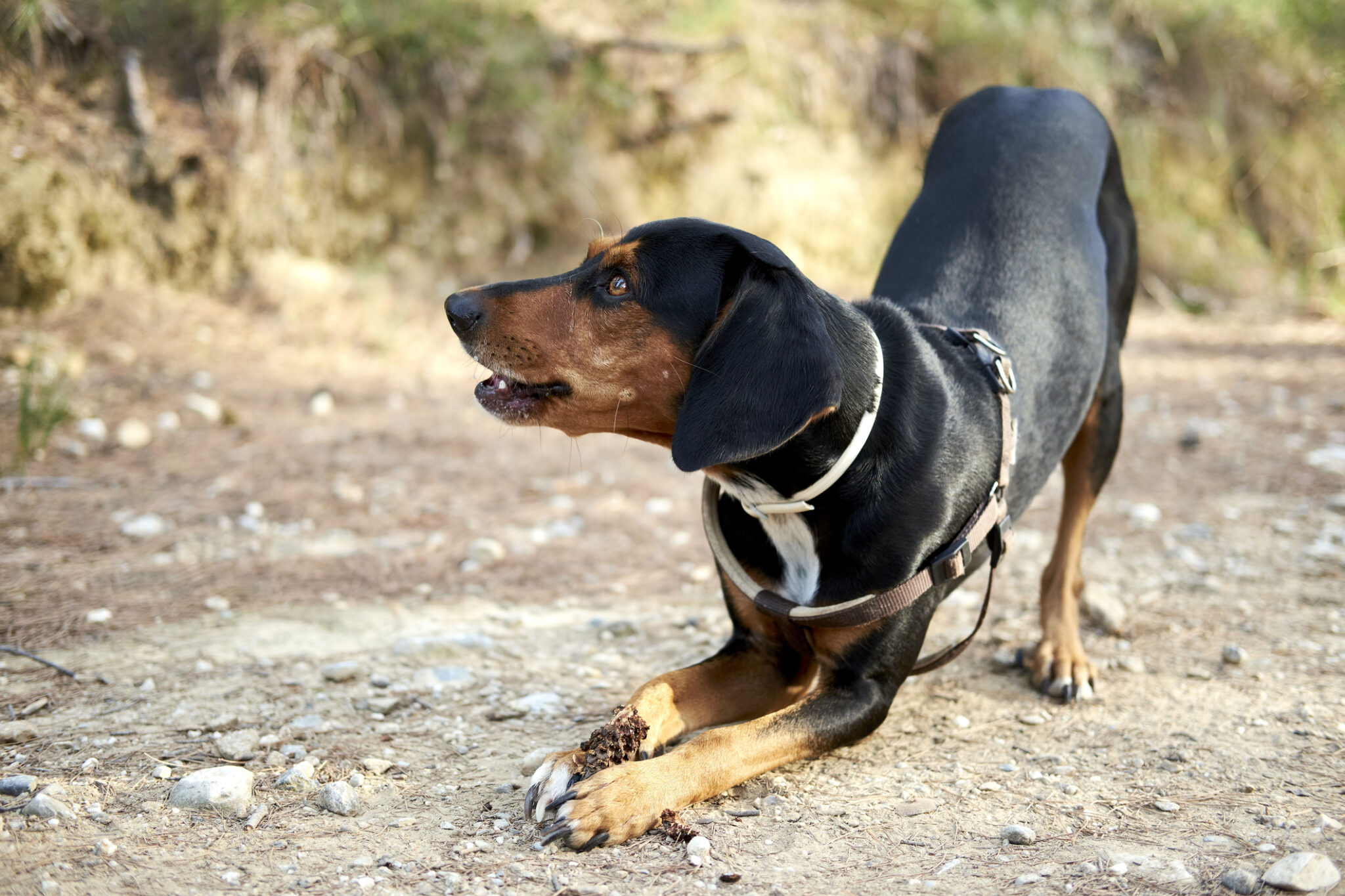 Greek Dog Breeds: From Ancient Guardians to Modern Companions ...