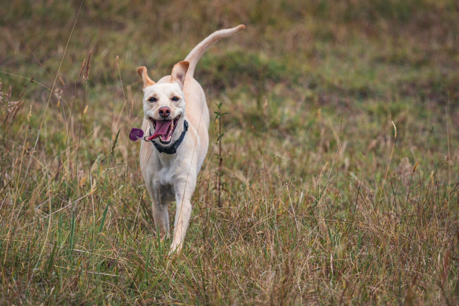 Greek Dog Breeds: From Ancient Guardians to Modern Companions ...