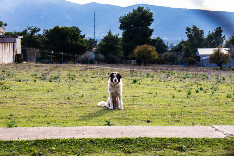 Greek Dog Breeds: From Ancient Guardians to Modern Companions ...