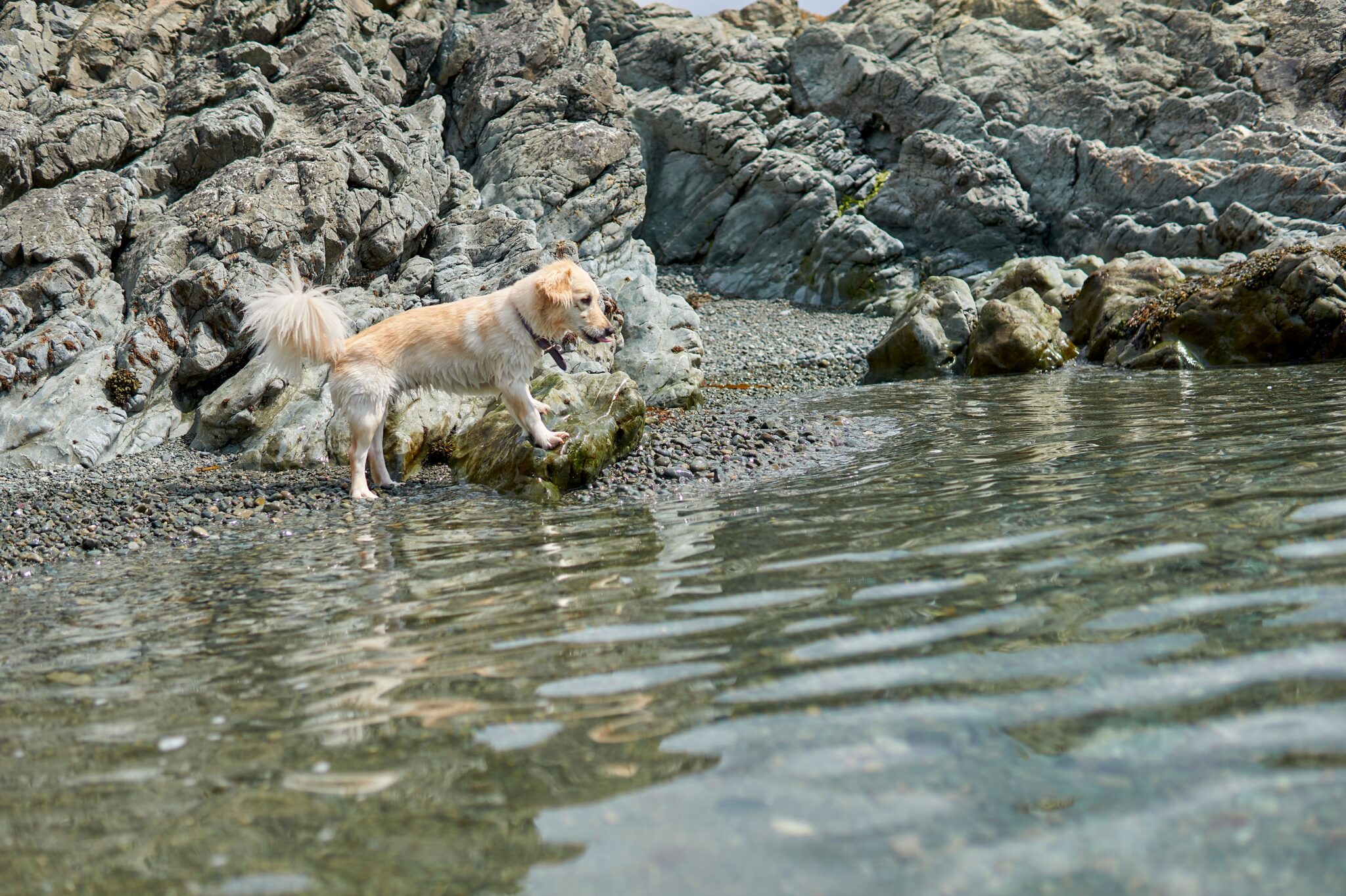 Greek Dog Breeds: From Ancient Guardians to Modern Companions ...