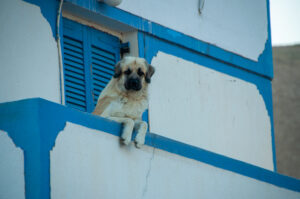 Greek Dog Breeds: From Ancient Guardians to Modern Companions ...