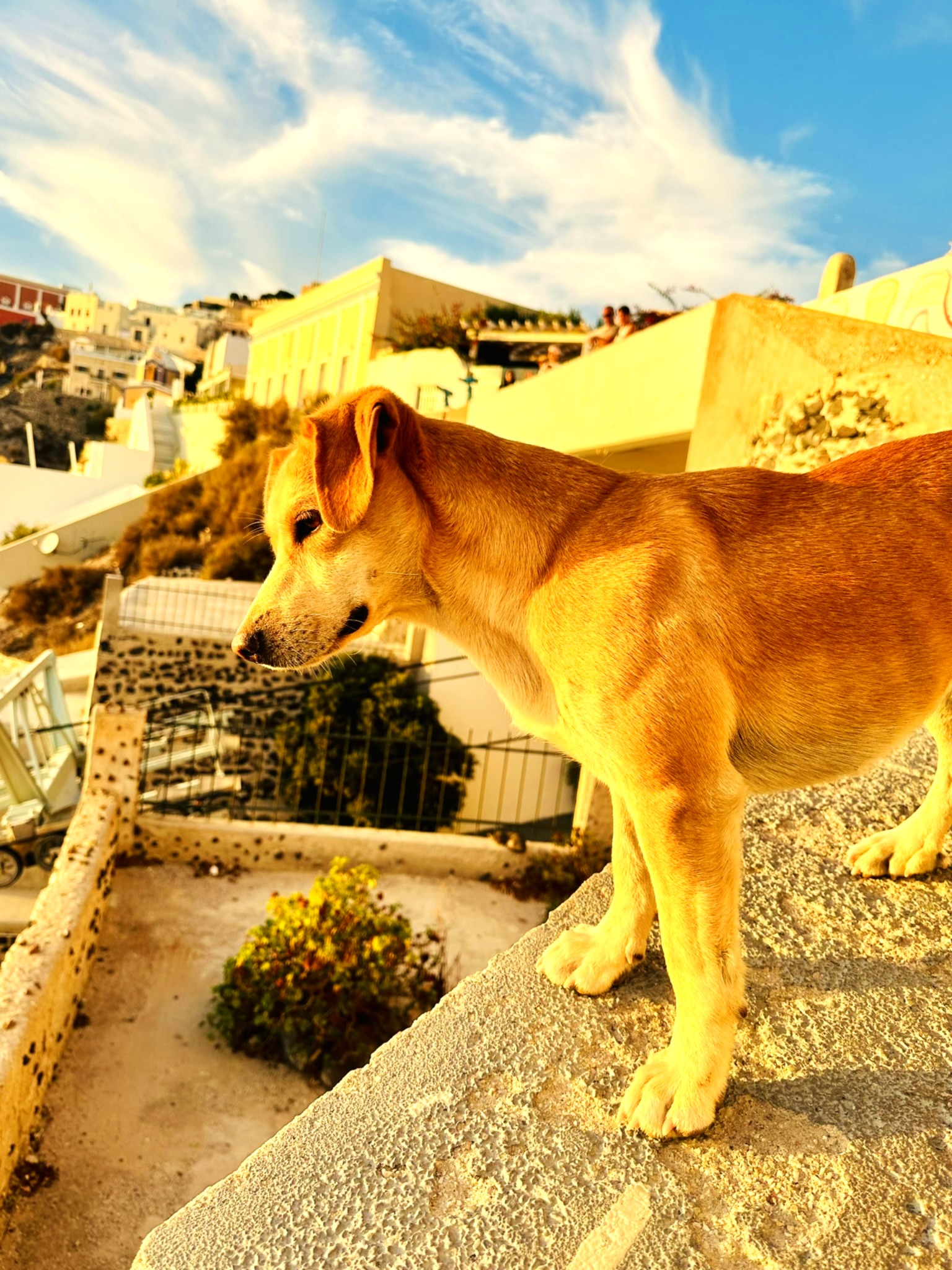Greek Dog Breeds: From Ancient Guardians to Modern Companions ...