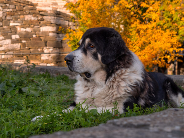 Greek Dog Breeds: From Ancient Guardians to Modern Companions ...